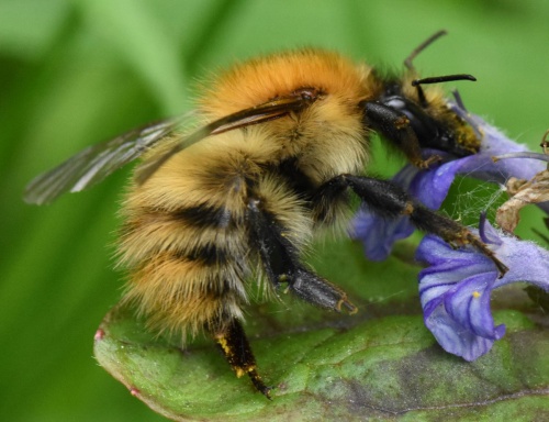 How to Identify Common Bumblebees | NatureSpot