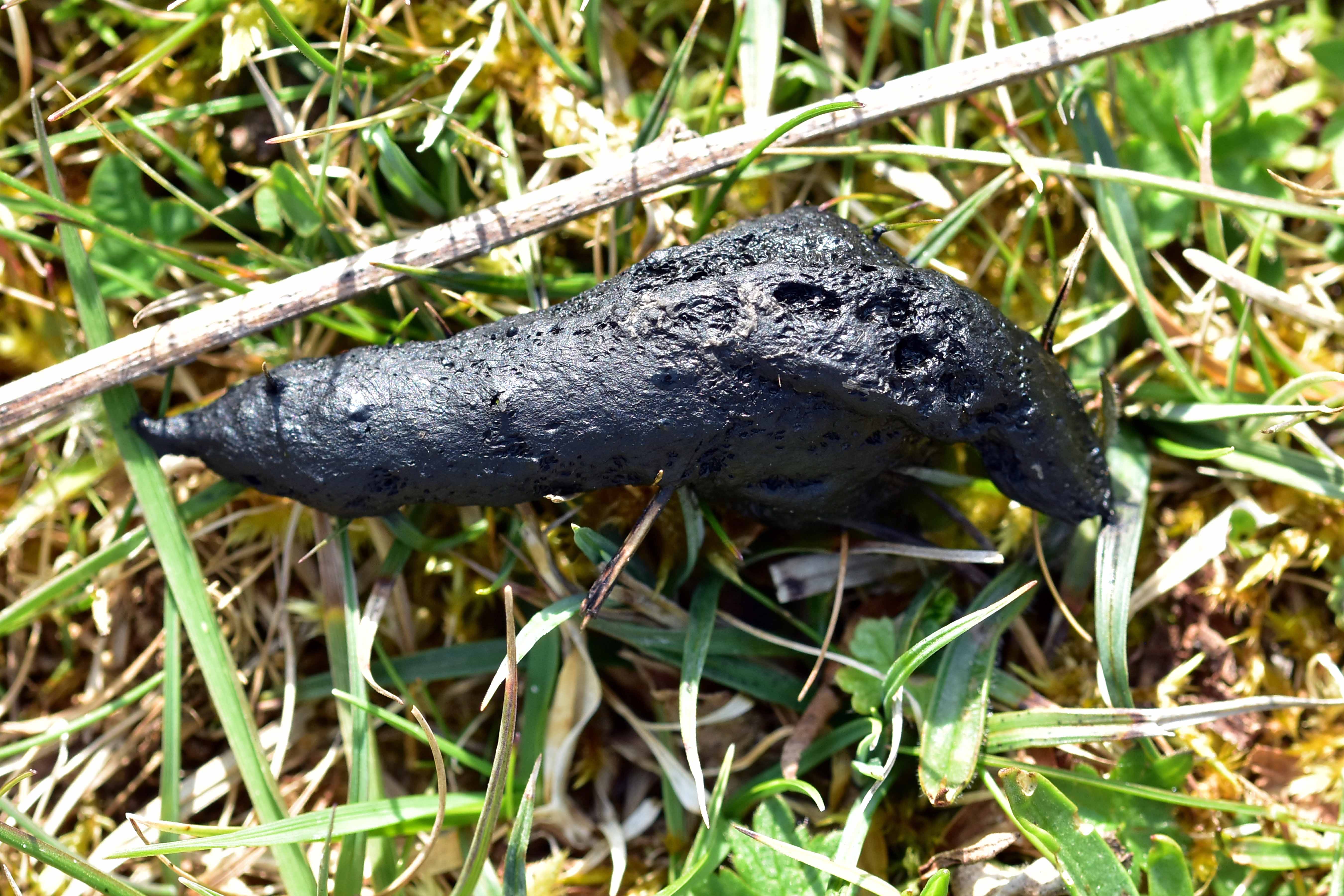 What Is Faeces In Biology at Eva Howse blog