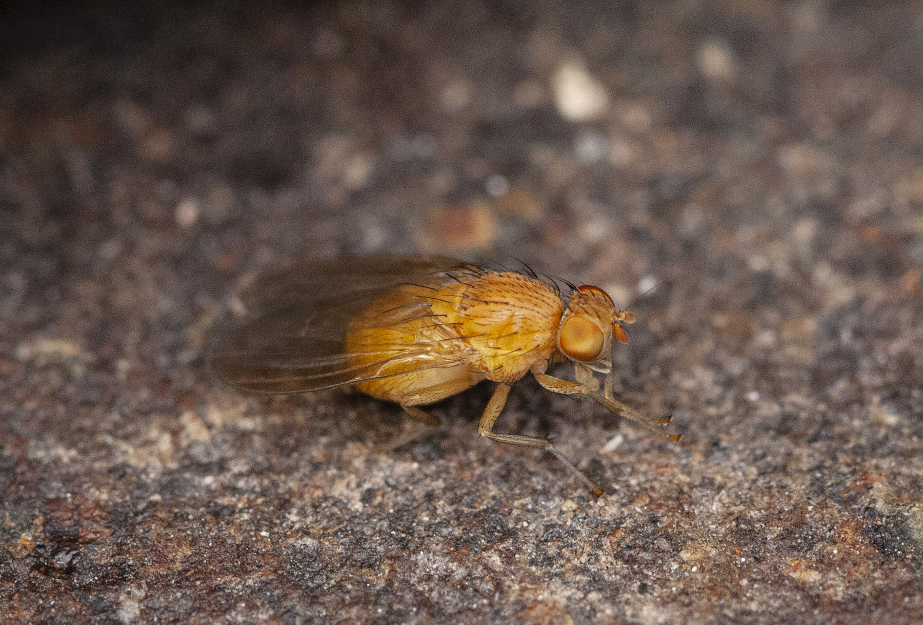 When Are Yellow Flies Most Active at Mark Cox blog