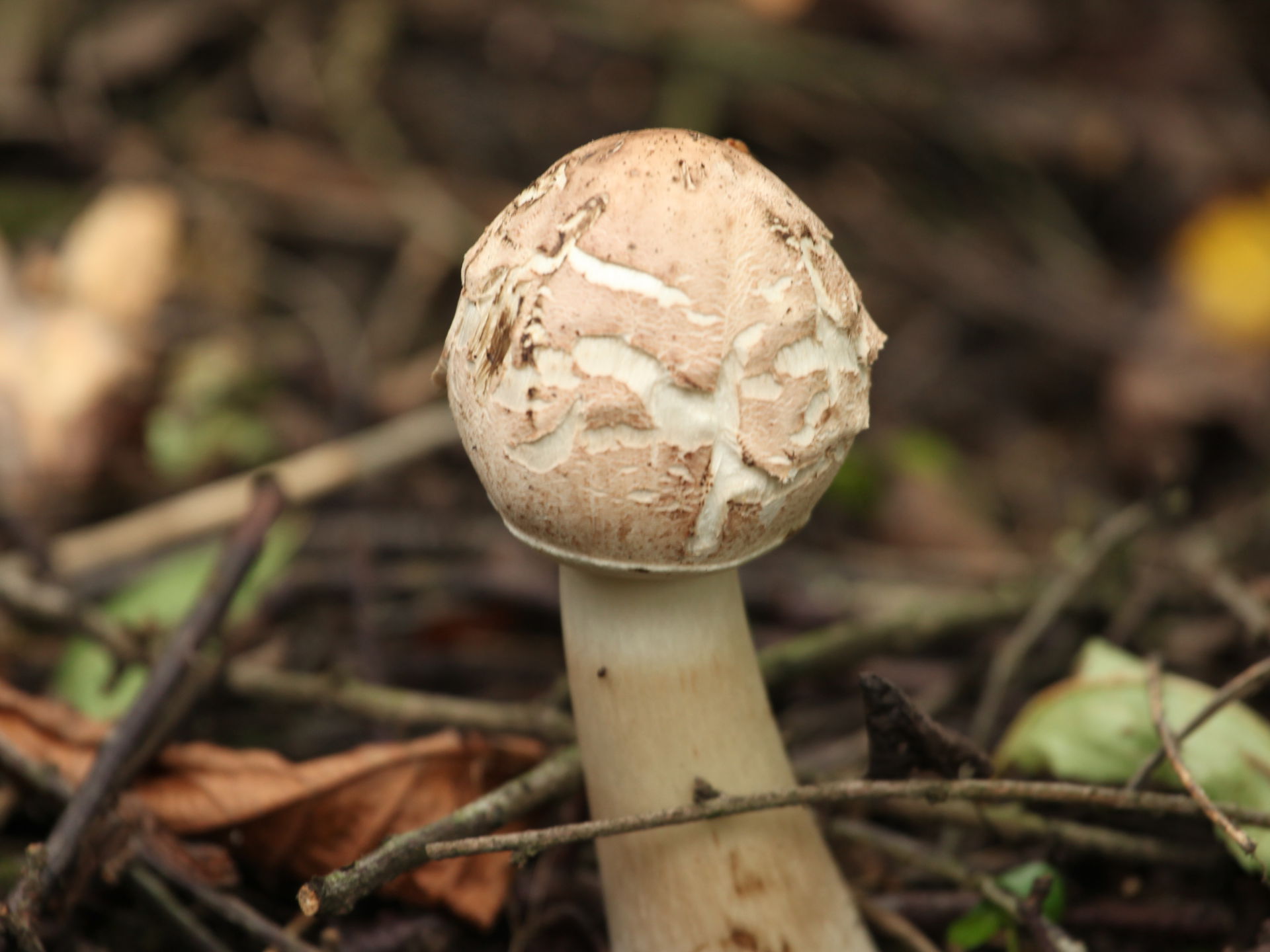 Fungi