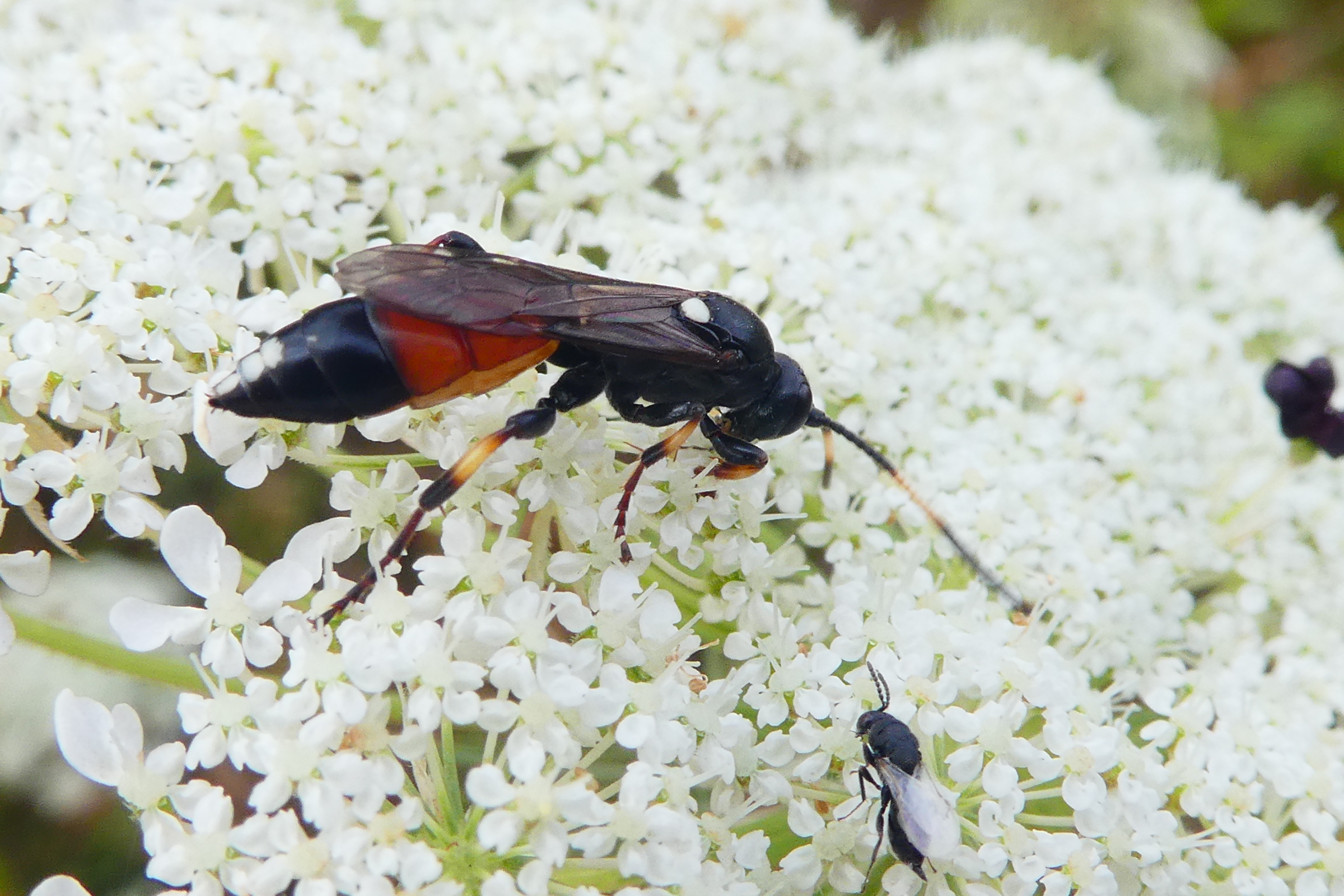 Ichneumon? | NatureSpot