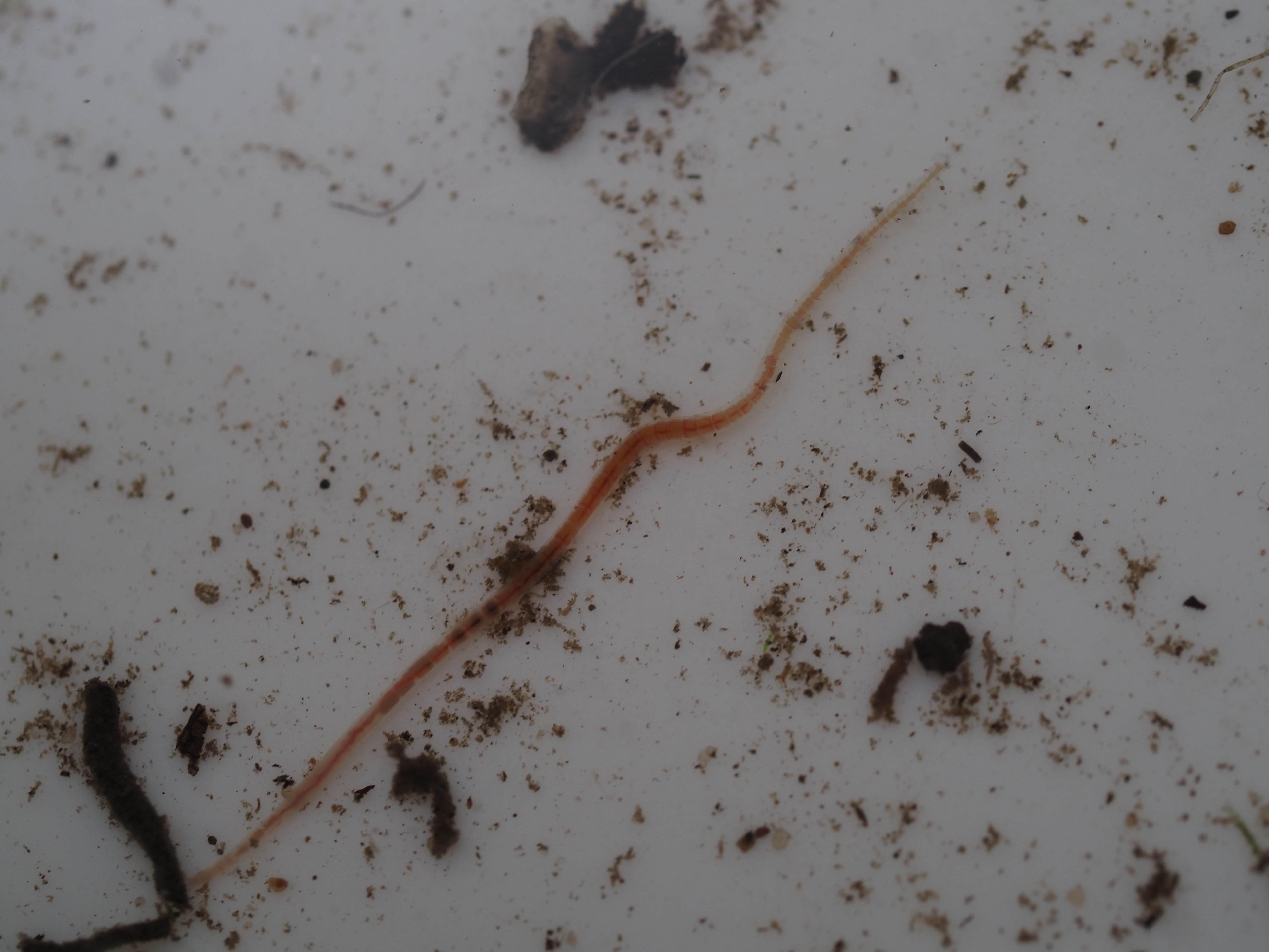 Camallanus, aquatic midge larva, nematode? | NatureSpot